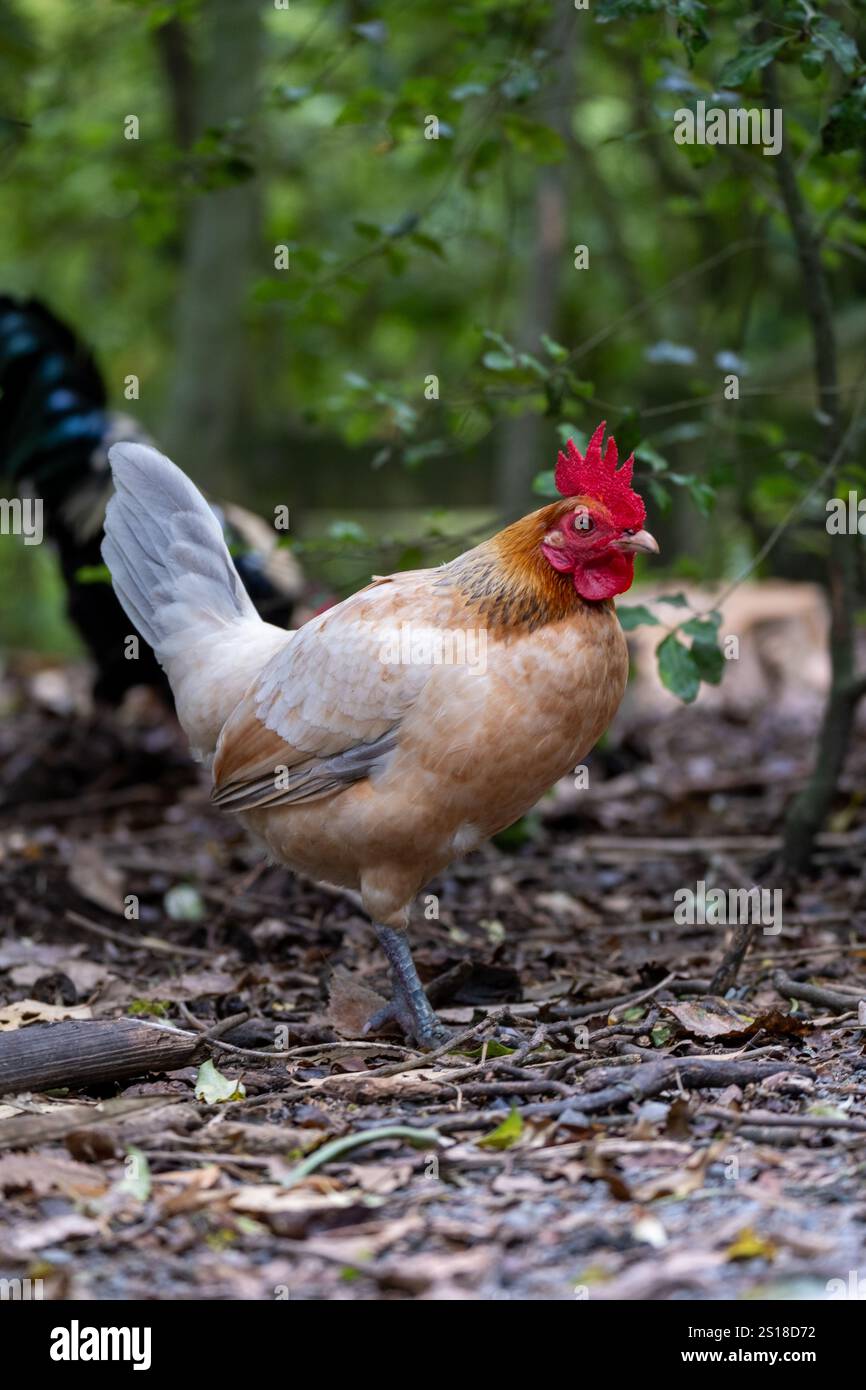 A young healthy colourful cockerel (rooster) strutting around the farm ...