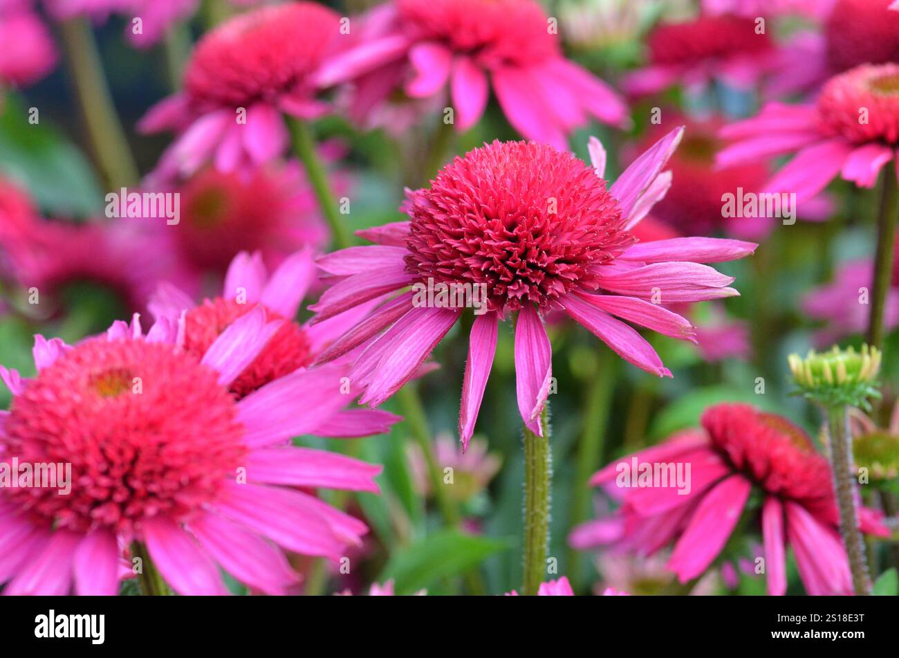 Bed of pink Echinicea 'Delicious Candy' flowers. Commonly known as ...