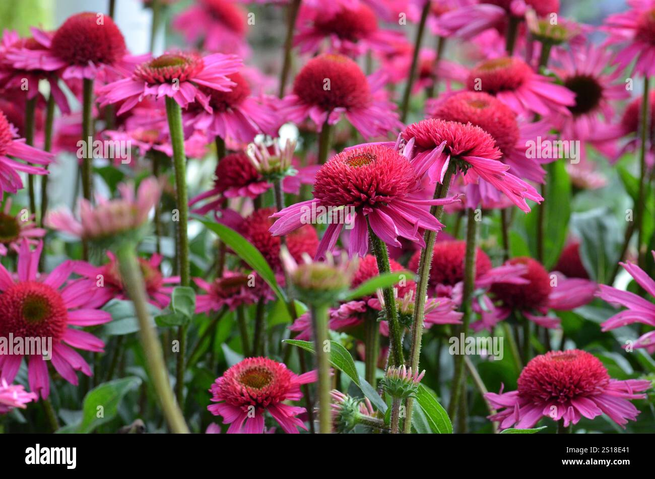 Bed of pink Echinicea 'Delicious Candy' flowers. Commonly known as ...