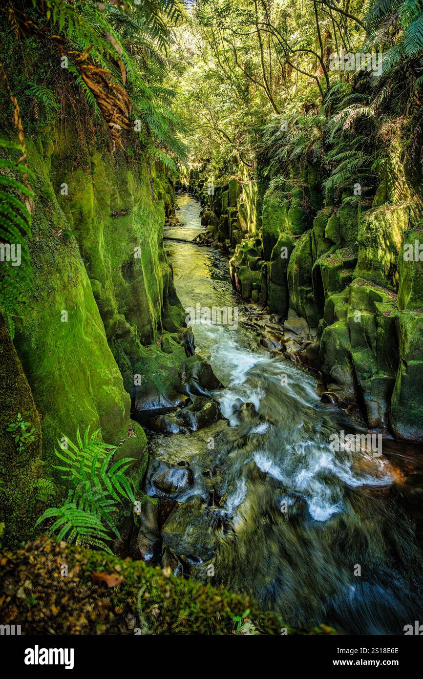 Other worldly whirinaki forest. Whirinaki Te Pua-a-Tāne Conservation ...