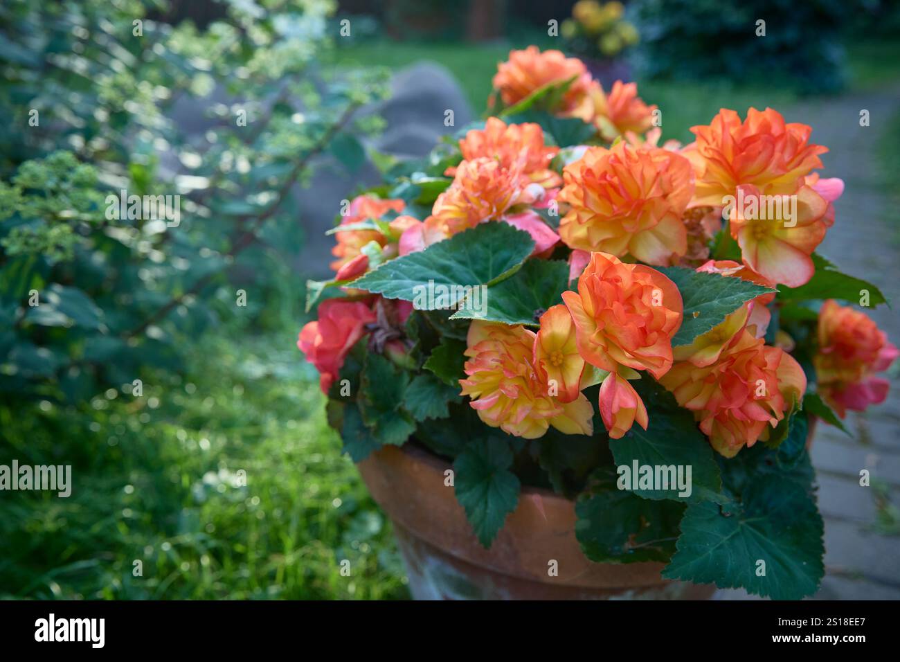 Begonia Elatior (Begonia x hiemalis) with red and pink flowers. The ...