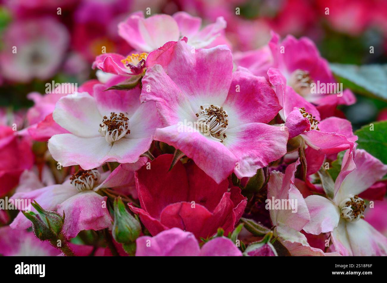 Boom up in detail small hi-res stock photography and images - Alamy