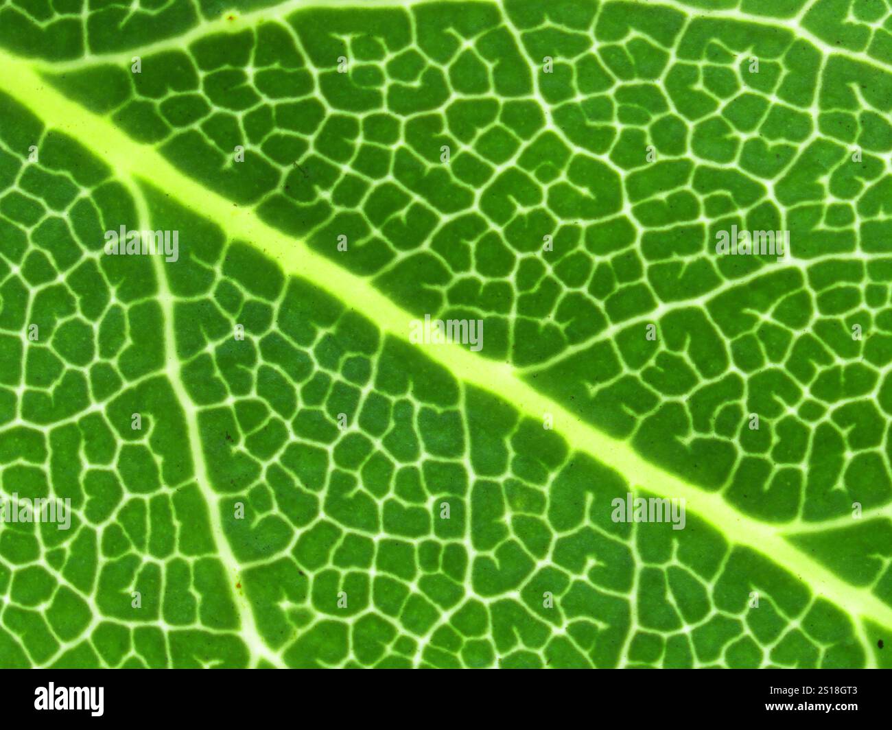 Bay laurel leaf venation under microscope Stock Photo - Alamy