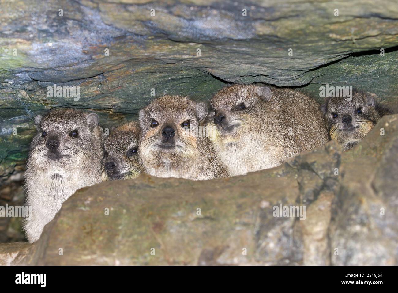 Rock Hyrax, Procavia capensis, adult and juveniles sitting in rock ...