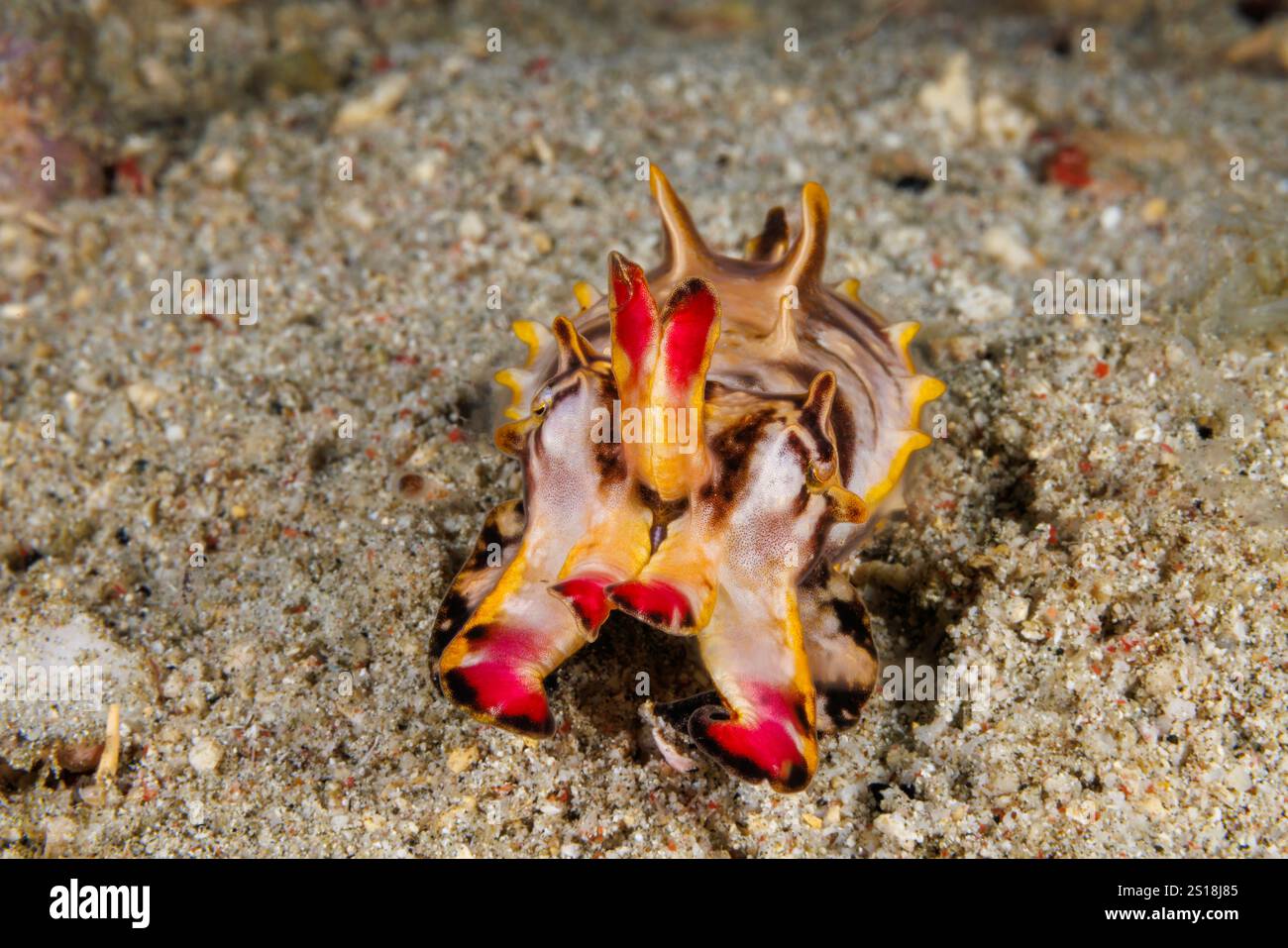 Colorful Pfeffer's flamboyant cuttlefish, Metasepia pfefferi, on a sand ...