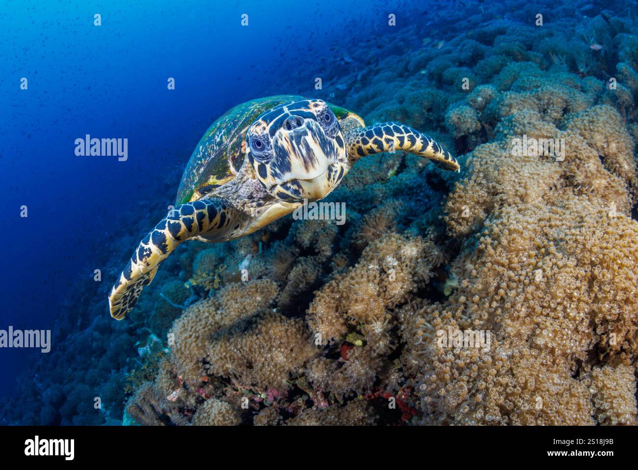 Tubbataha reef natural park hi-res stock photography and images - Alamy