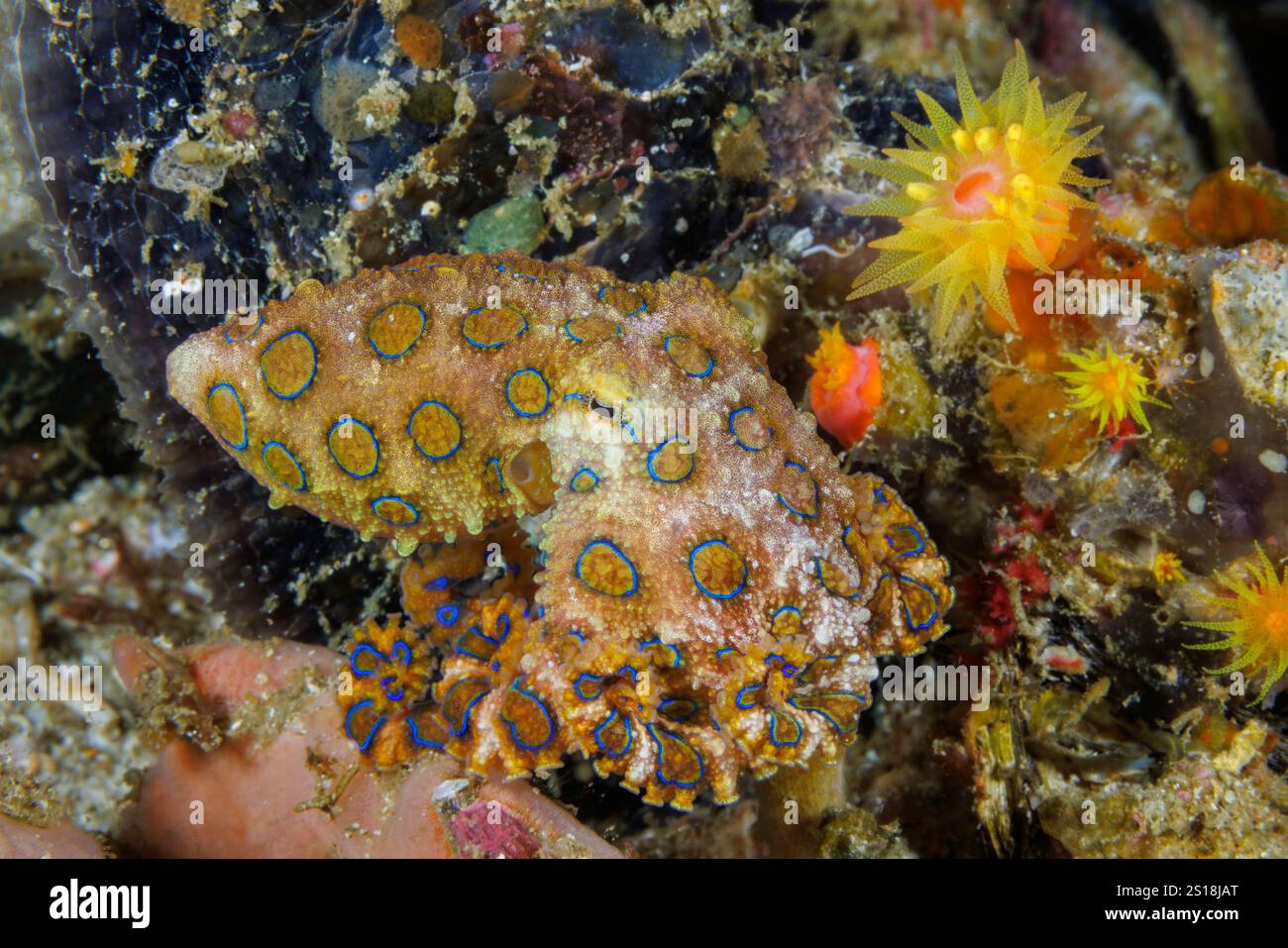 The tropical blue-ringed octopus, Hapalochlaena lunulata, also known as ...