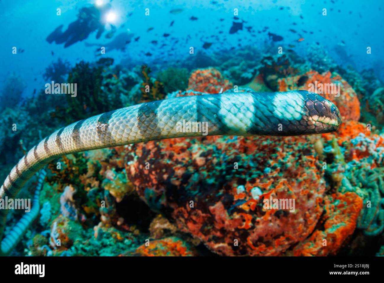 Venomous banded yellowlip sea snake, Laticauda colubrina, also known as ...