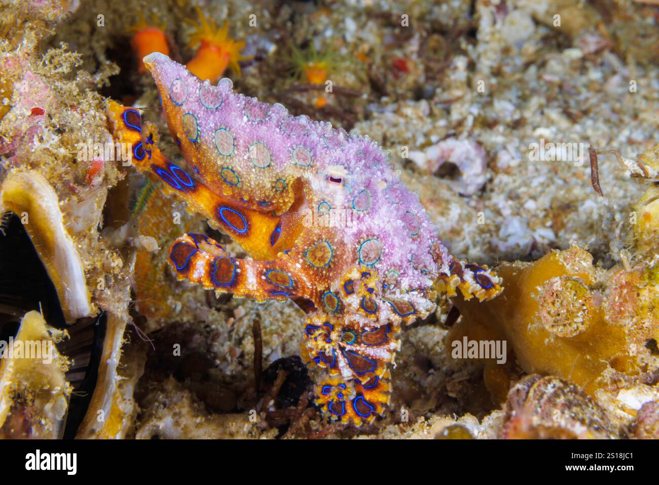The tropical blue-ringed octopus, Hapalochlaena lunulata, also known as ...