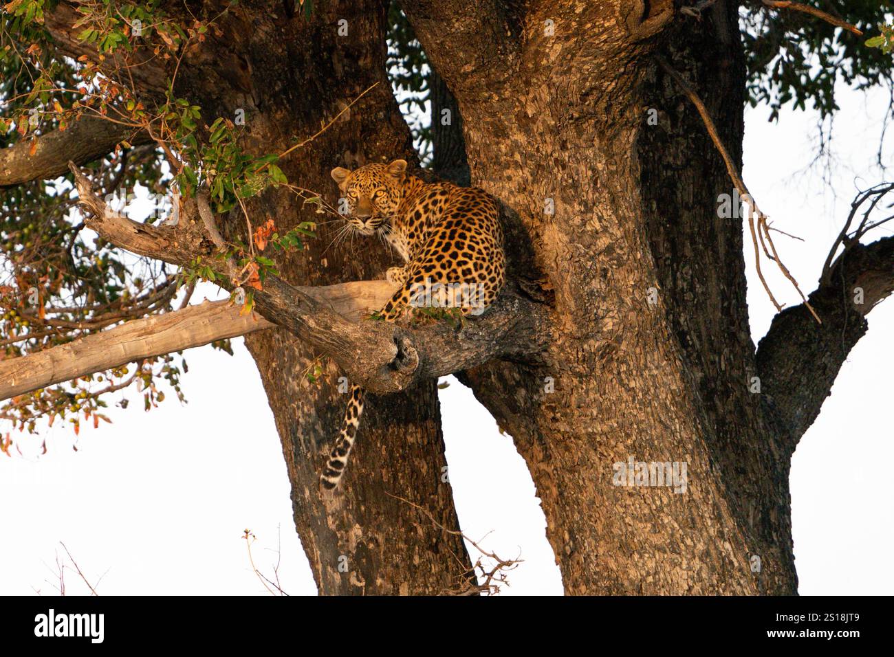 Leopard chobe national park hi-res stock photography and images - Alamy