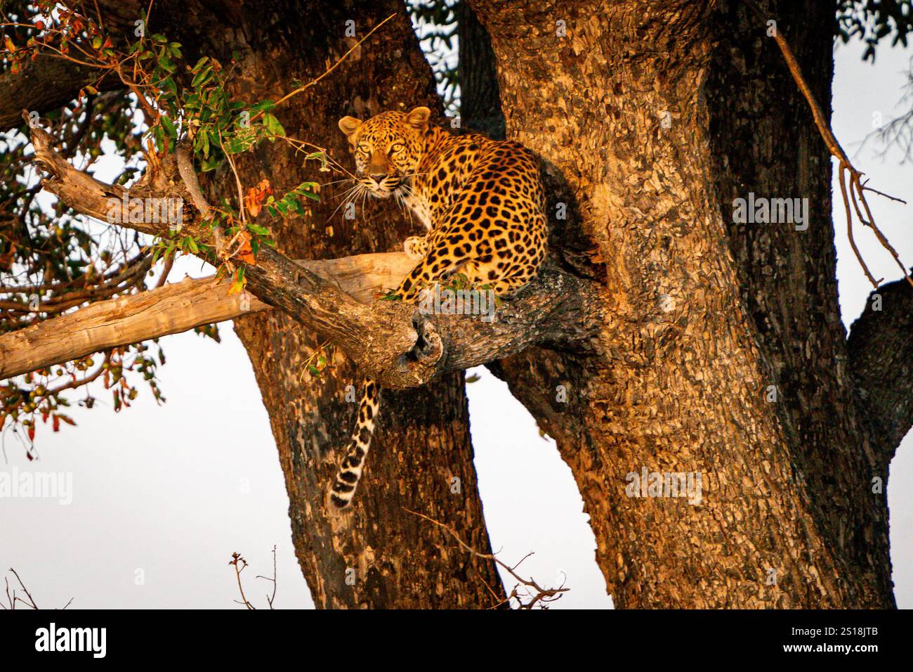 Leopard (Panthera pardus) resting in tree in Botswana, Africa Stock ...