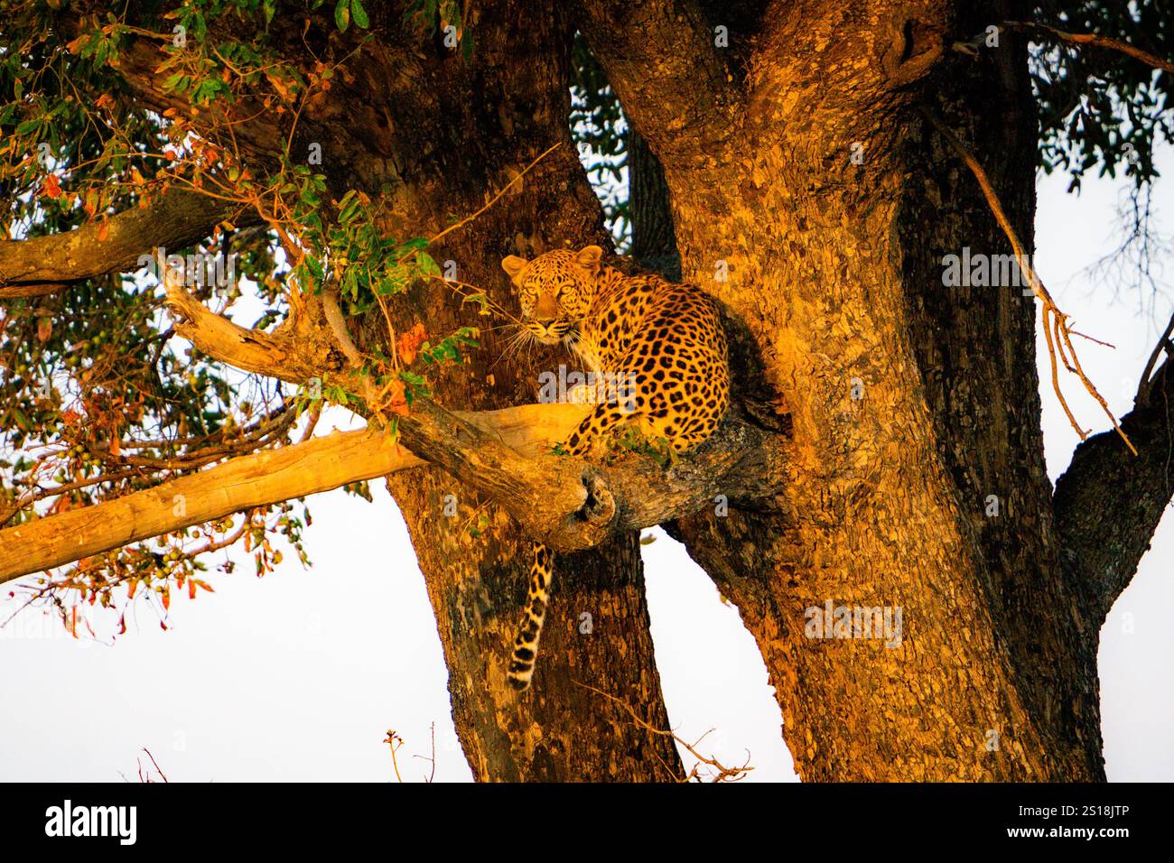 Leopard (Panthera pardus) resting in tree in Botswana, Africa Stock ...