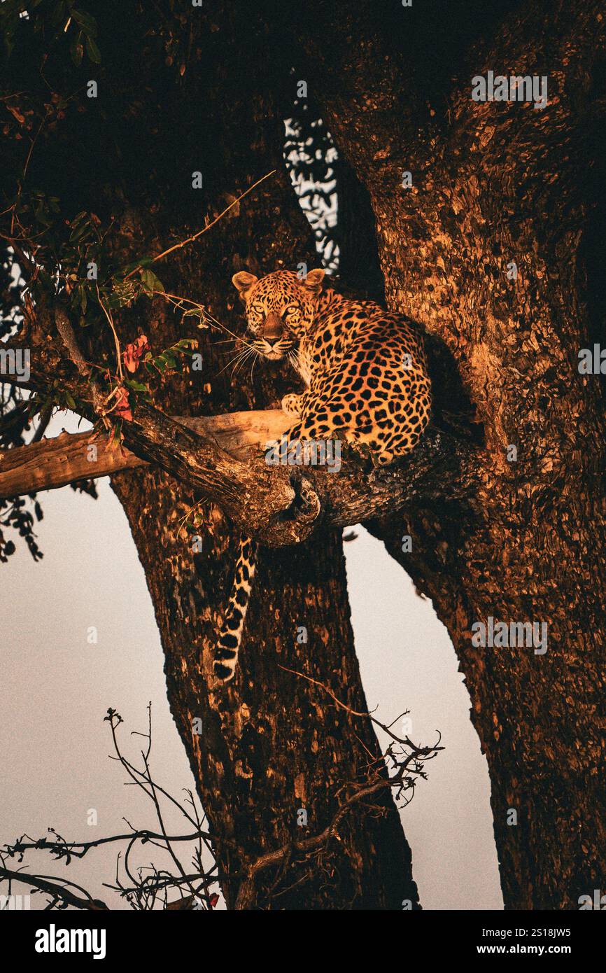 Branch sittling hi-res stock photography and images - Alamy