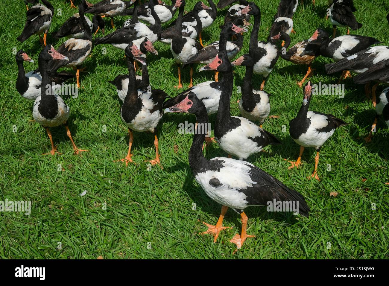 magpie goose Anseranas semipalmata Stock Photo - Alamy
