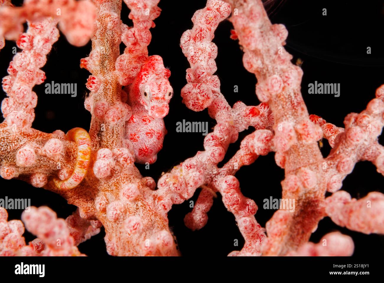 A pygmy seahorse, Hippocampus bargibanti, Philippines. Also known as ...