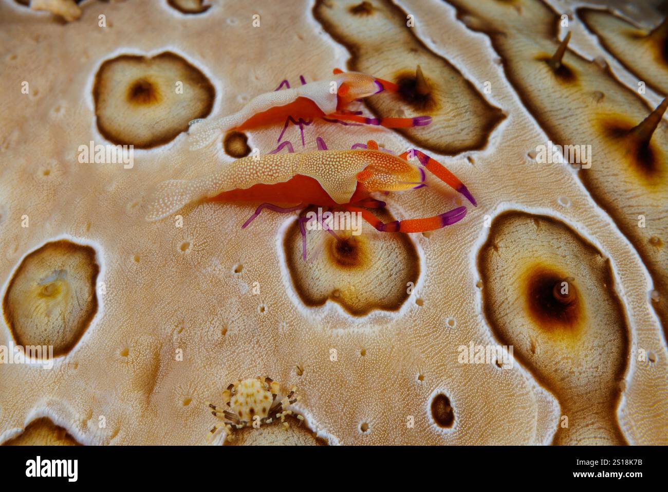 The larger of these two imperial shrimp, Periclimenes imperator, is the ...