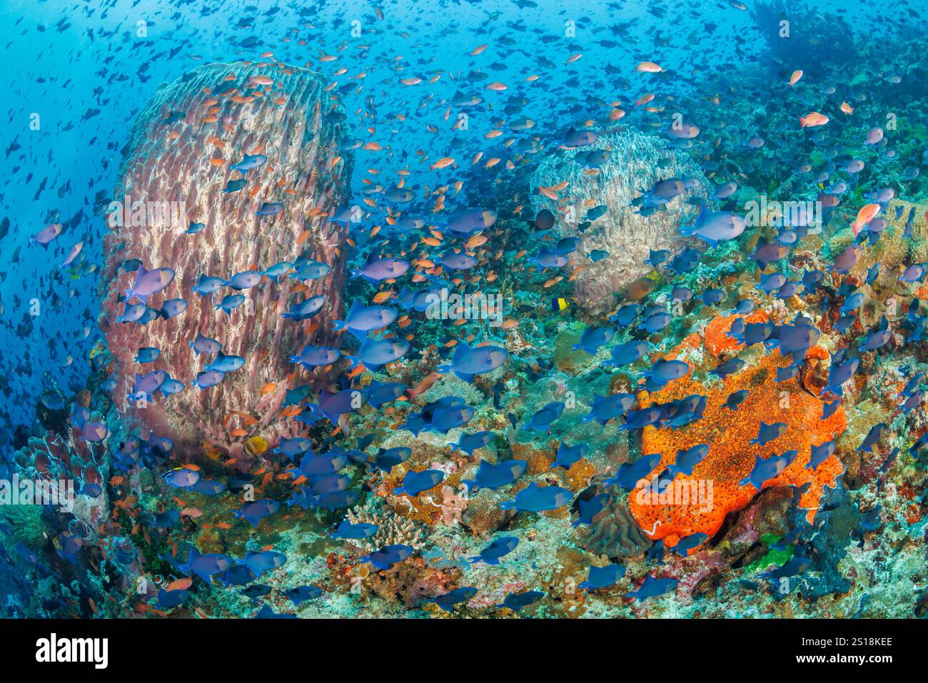 A massive school of redtooth triggerfish, Odonus niger, hide a patch of ...