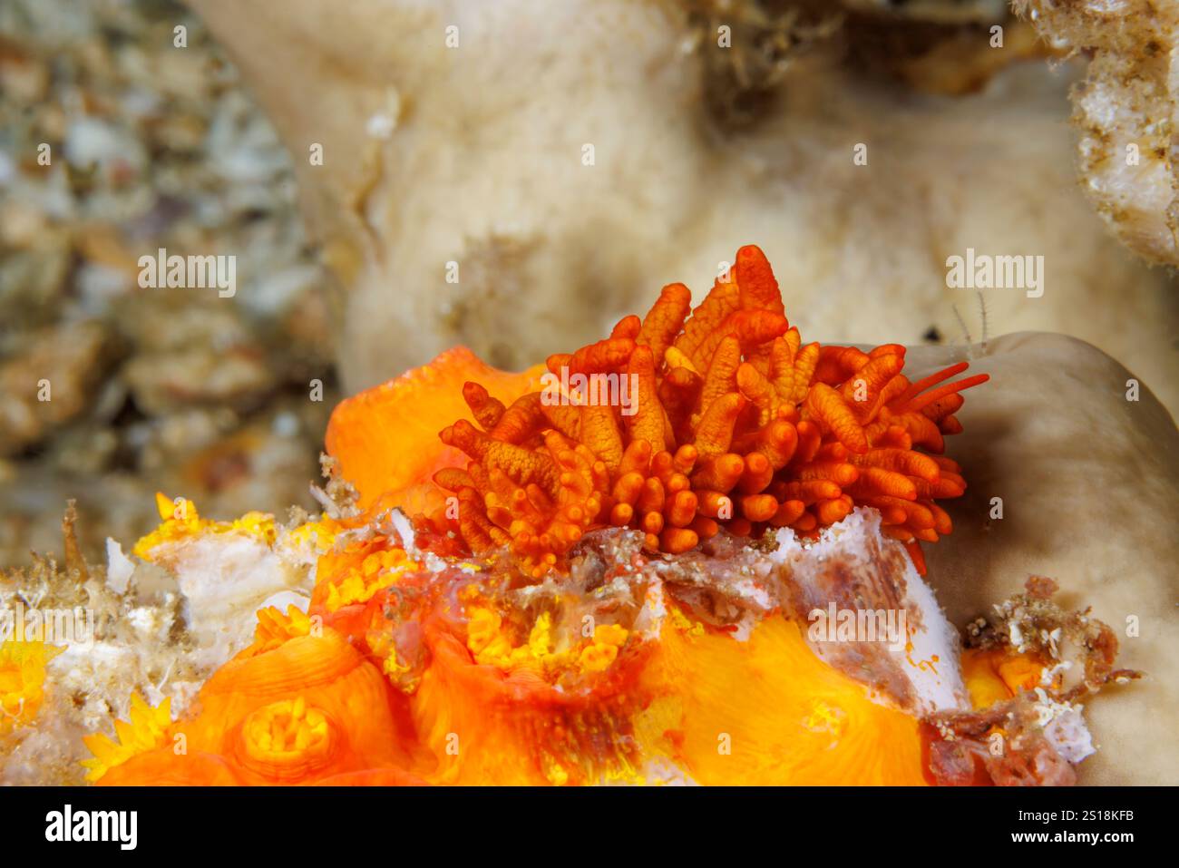 This cup coral nudibranch, Phestilla melanobrachia, is also known as ...