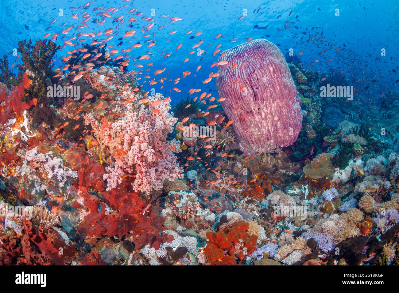 Schooling anthias, soft coral and a large barrel sponge off Verde ...