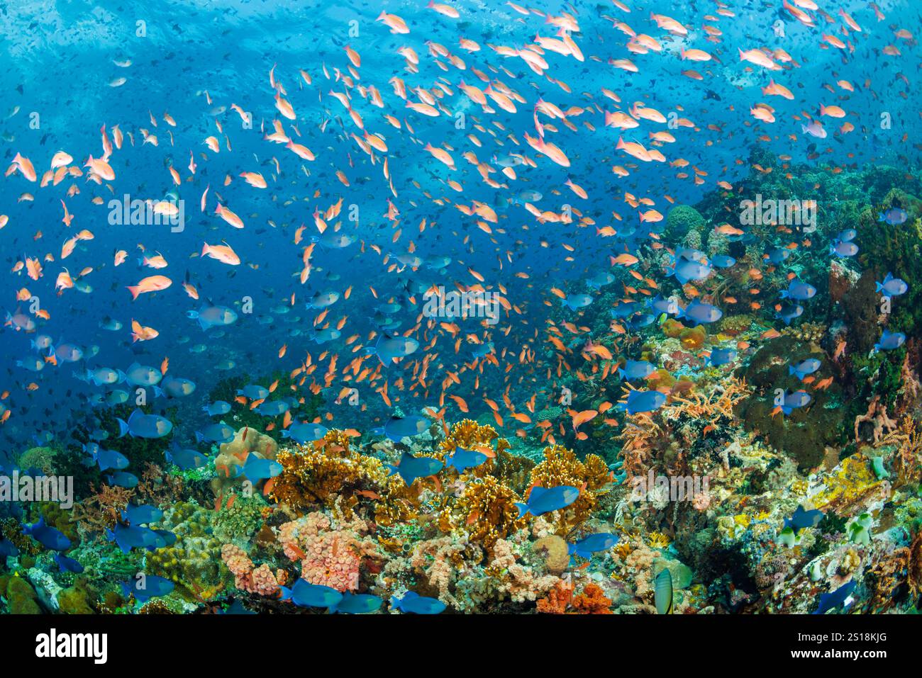 A massive school of redtooth triggerfish, Odonus niger, and anthias ...