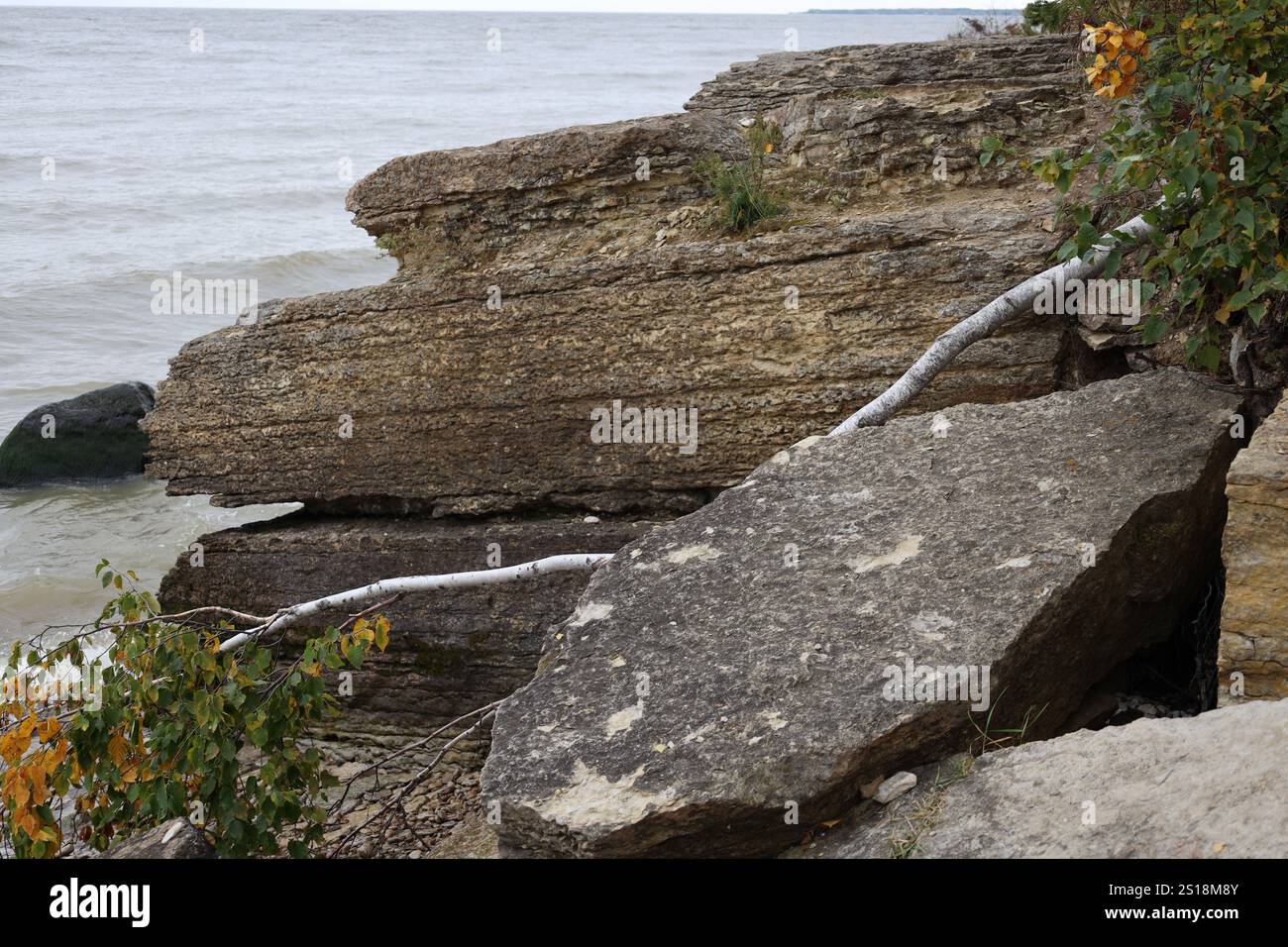 fallen poplar sapling laying across limestone slabs on lake shore Stock ...