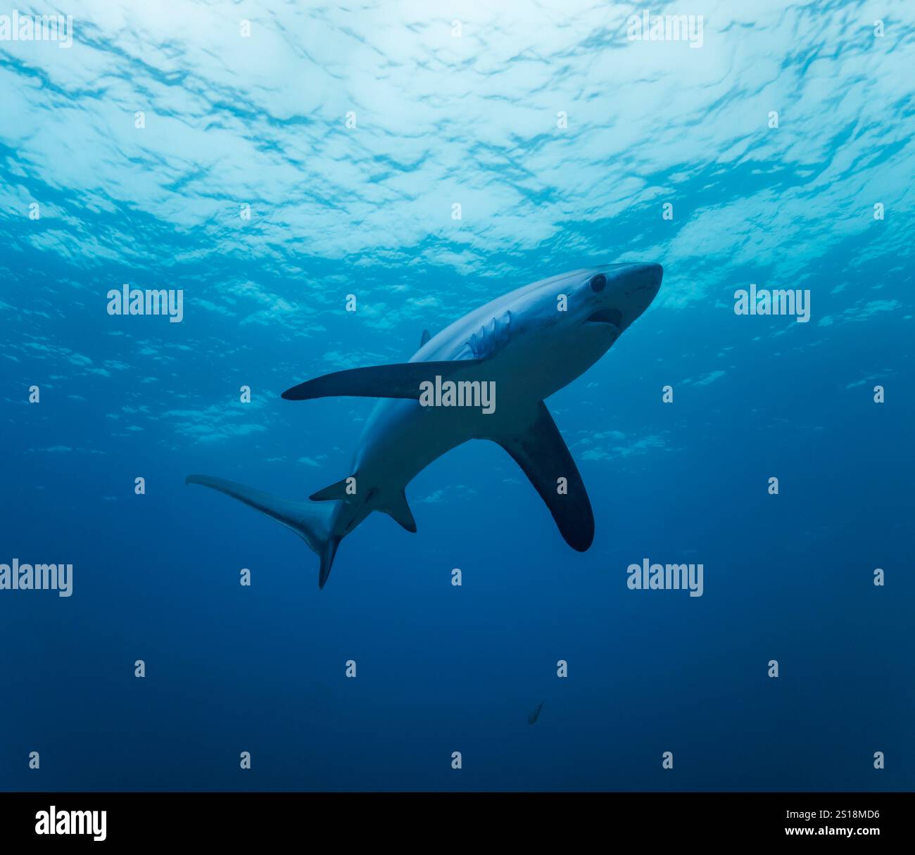 There are three species of thresher sharks all characterized by the ...