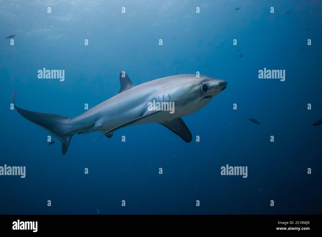 There are three species of thresher sharks all characterized by the ...