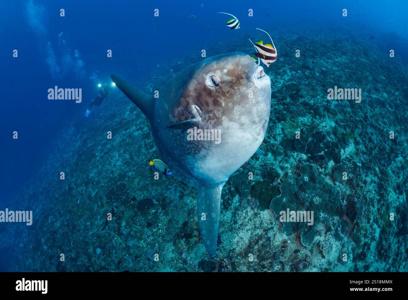 Ocean sunfish, Mola mola, being cleaned by an angelfish and longfin ...