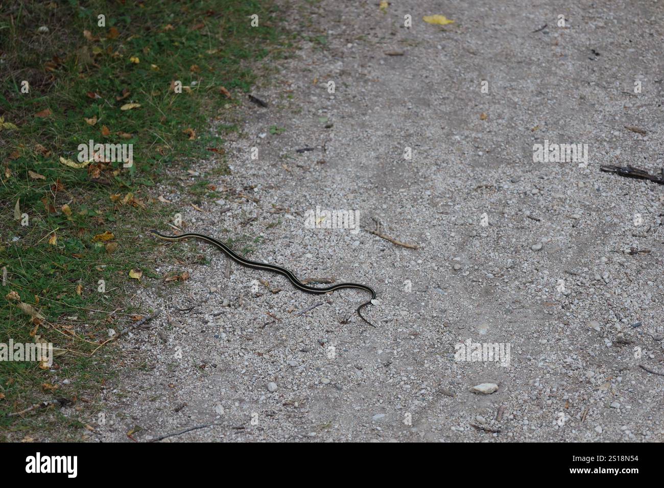 garter snake crossing a gravel hiking trail into the grass Stock Photo ...