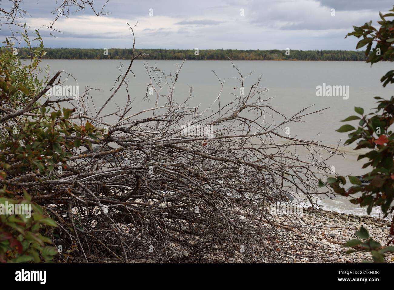 cluster of dead branches of a fallen bush on gravel lakeshore Stock ...