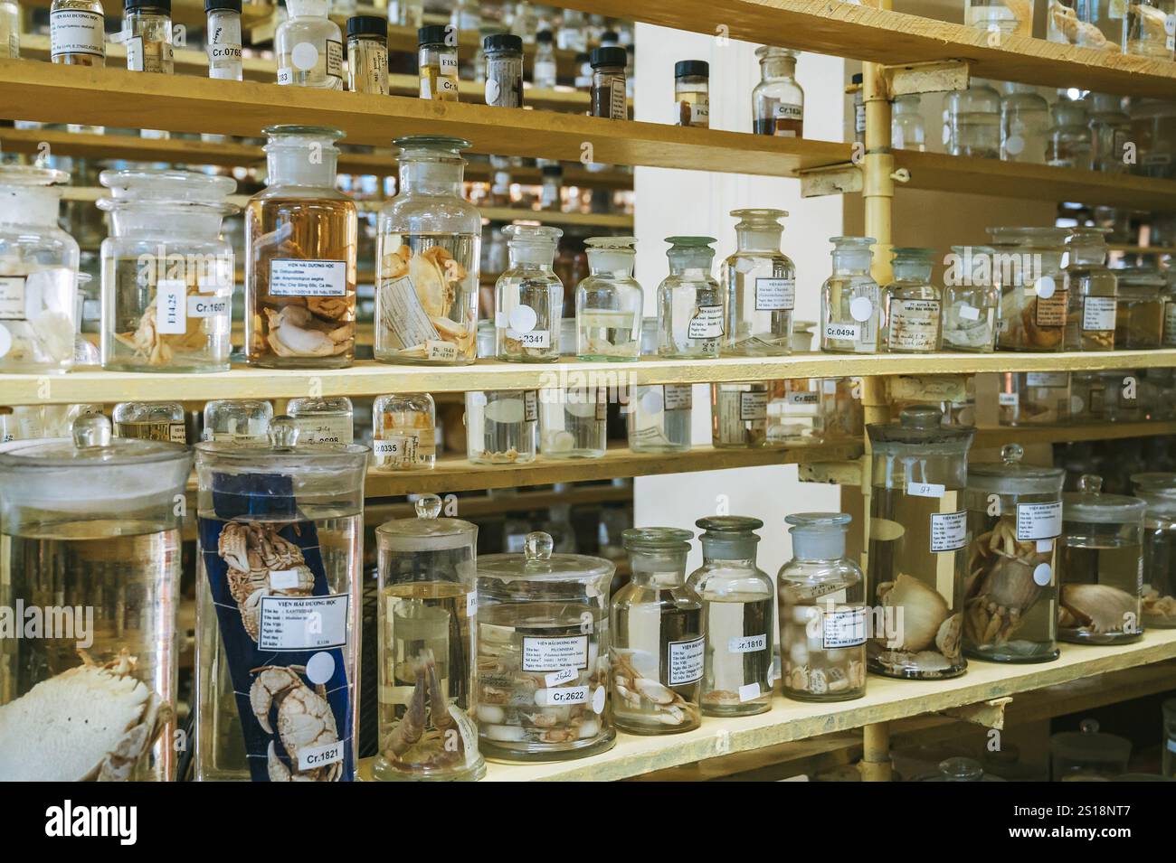 flasks and test tubes with samples of organisms in formaldehyde on ...