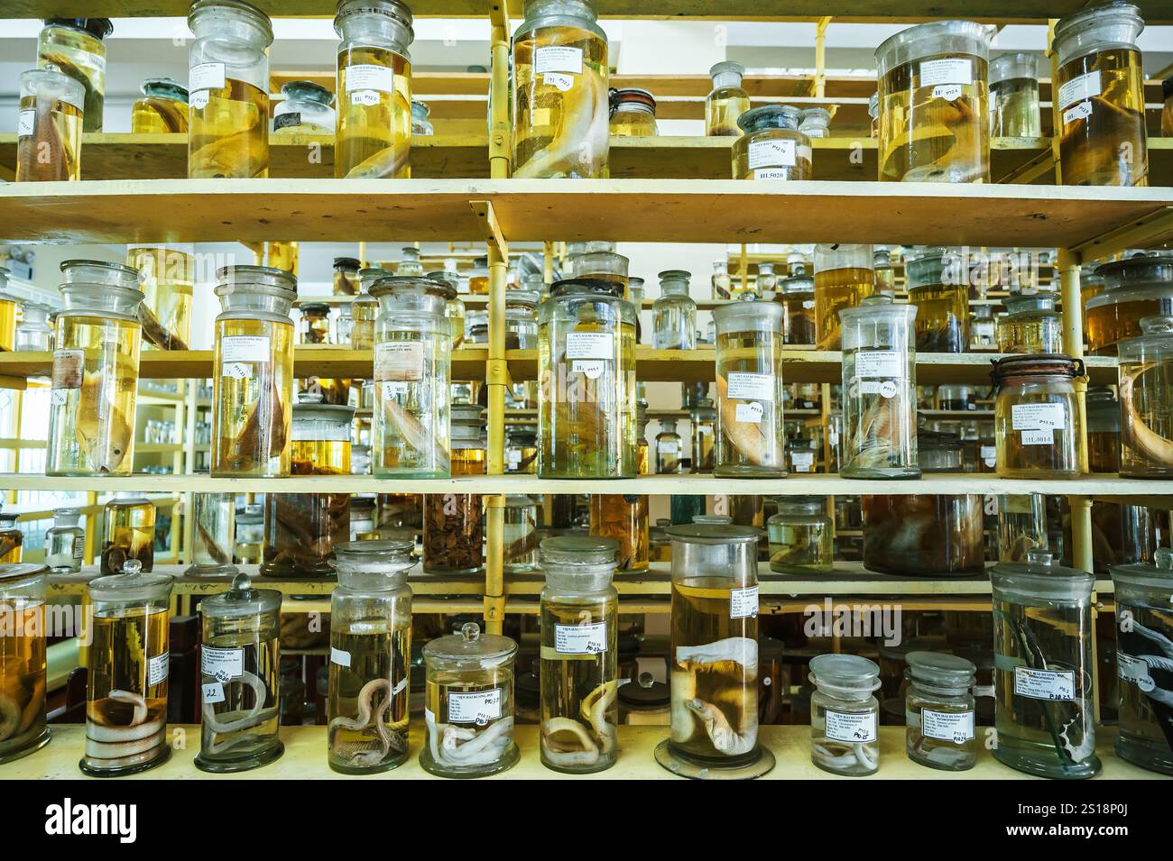 flasks and test tubes with samples of living organisms in formaldehyde ...