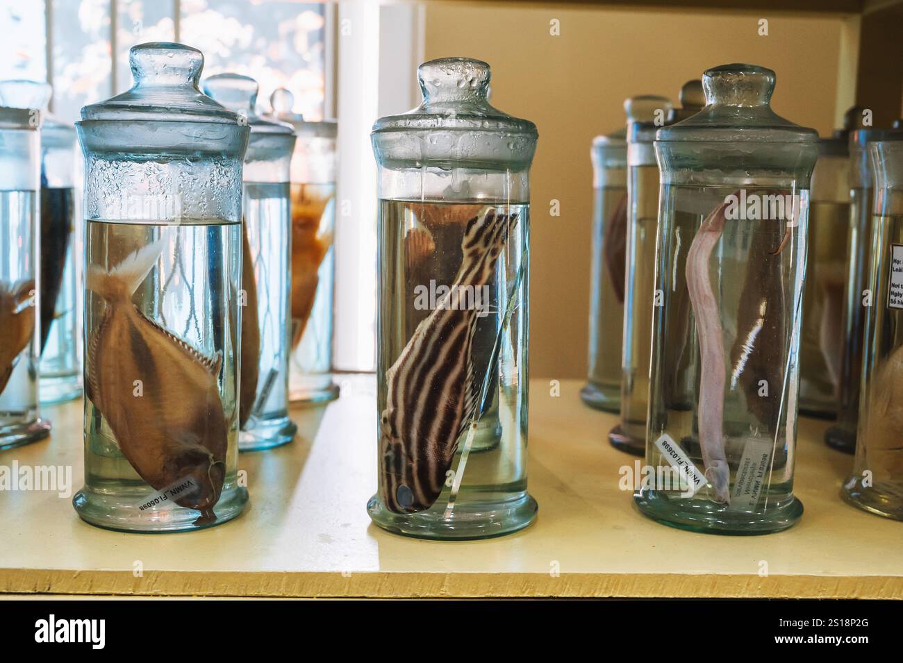 flasks with marine animals and fish on the shelves in the biological ...