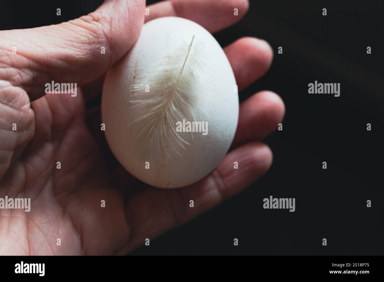 White chicken egg with feather in human hand. Woman holding egg and ...