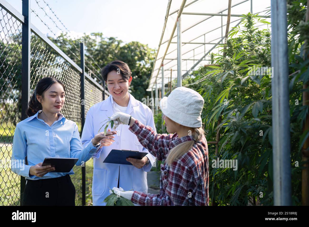 Research on cannabis cultivation scientists study plant growth in a ...