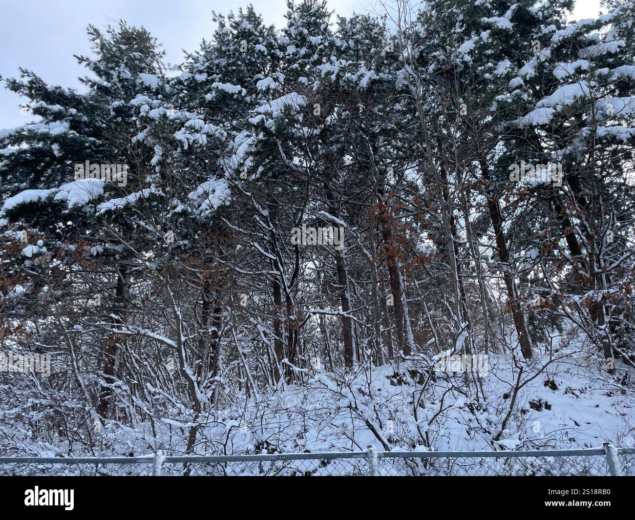 snow covered pine trees Stock Photo - Alamy