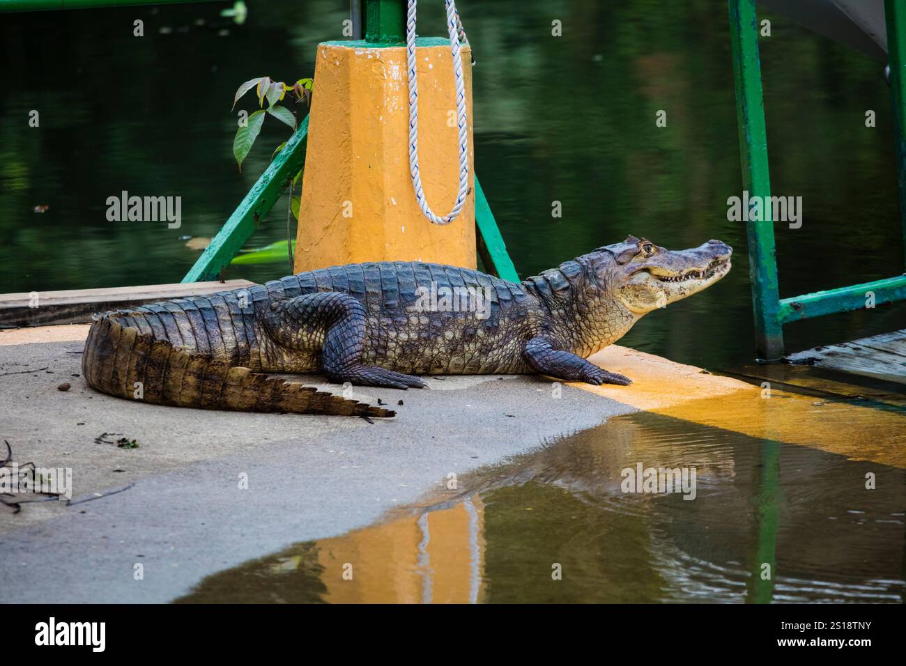 Spectacled Cayman, Caiman crocodilus, at the Gamboa dock beside Rio ...