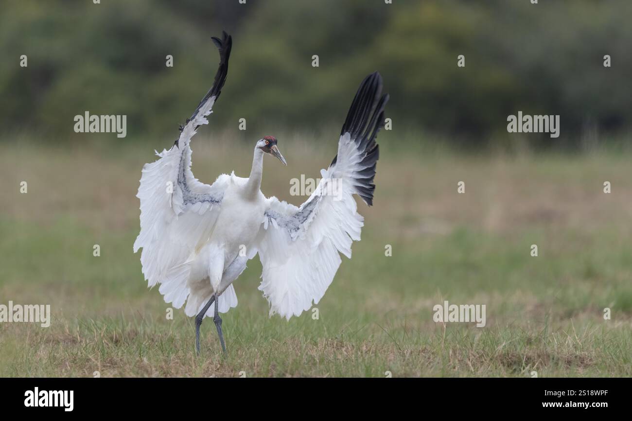 Laughing action hi-res stock photography and images - Alamy