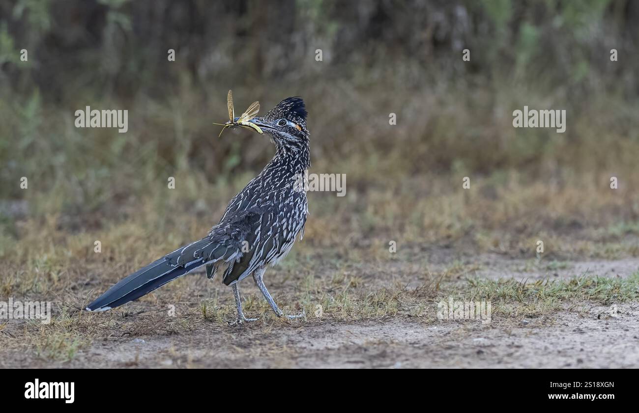Birds looking for prey hi-res stock photography and images - Alamy