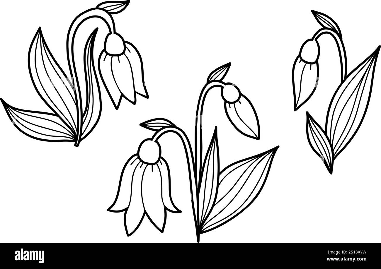 First spring flowers snowdrops outline drawings. Isolated Botanical ...