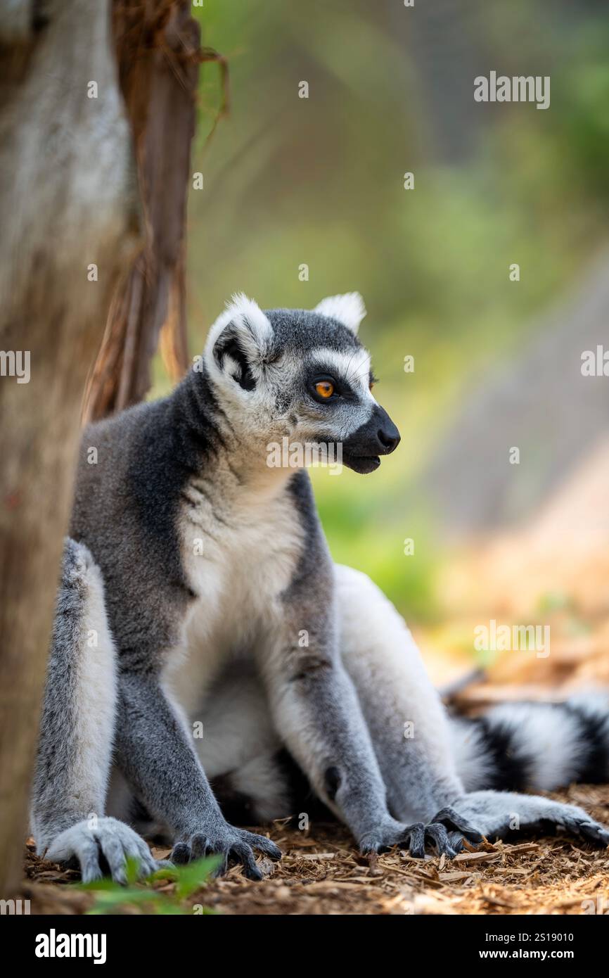 Ring-tailed lemur (Lemur catta) close-up in its natural habitat of ...