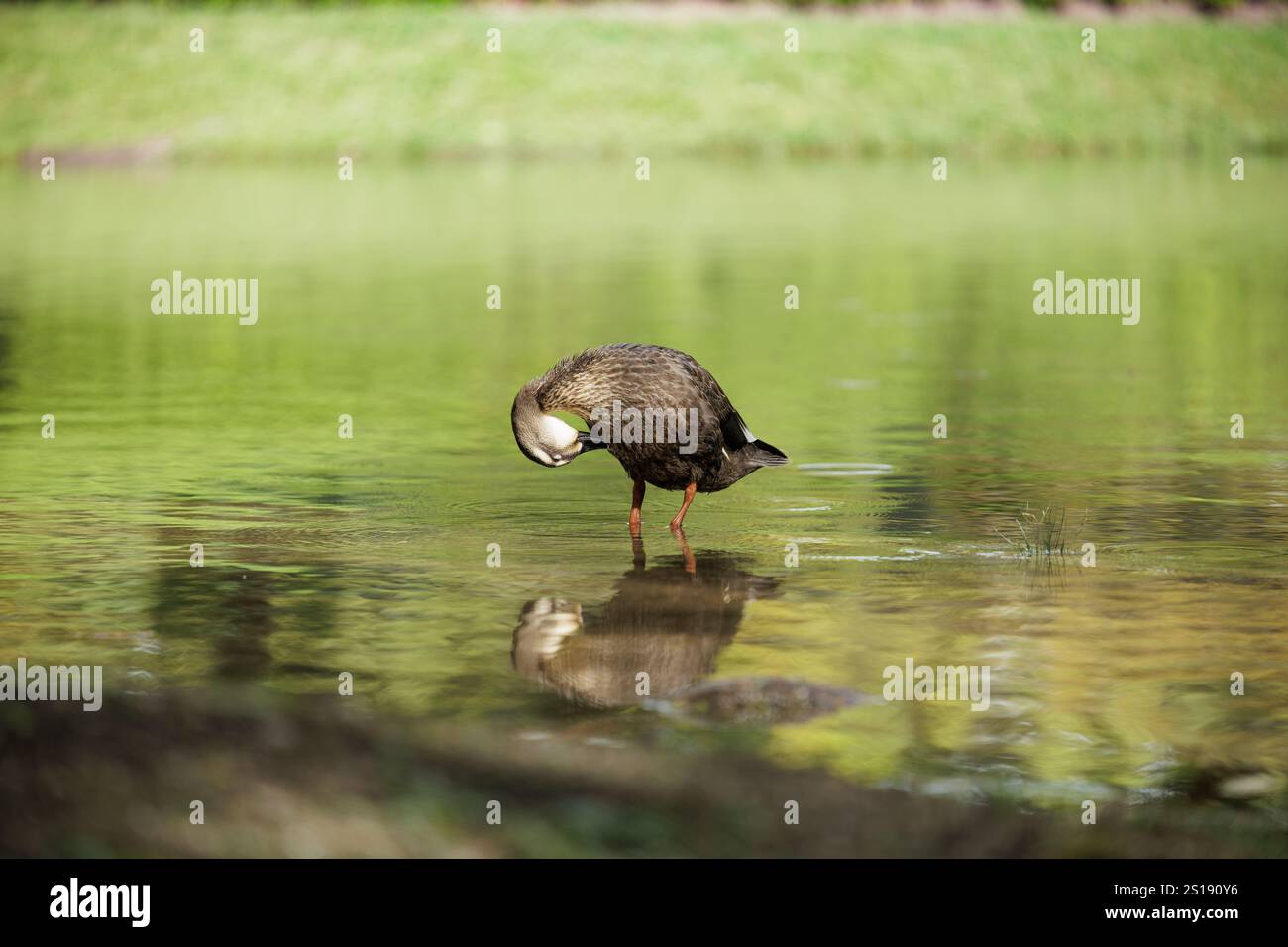 A solitary duck stands in shallow water, preening its feathers. Its ...