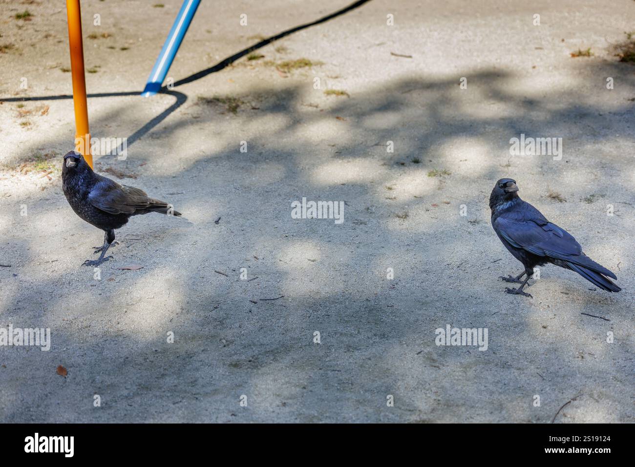 Two crows stand on a sunlit sandy surface, with shadows from trees ...