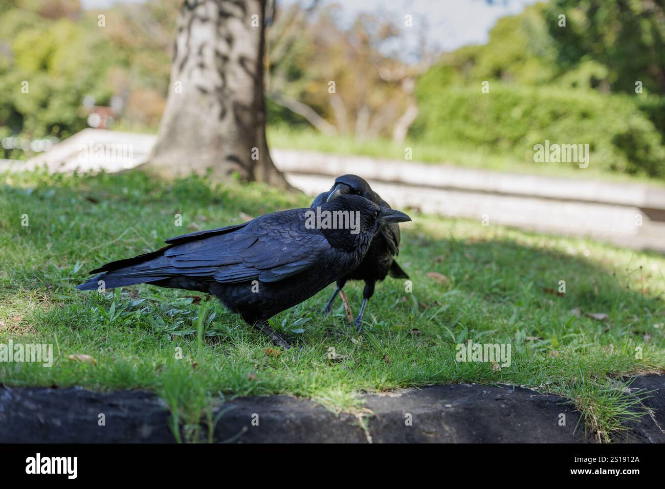 Two ravens stand closely on a grassy patch, engaged in a quiet preening ...