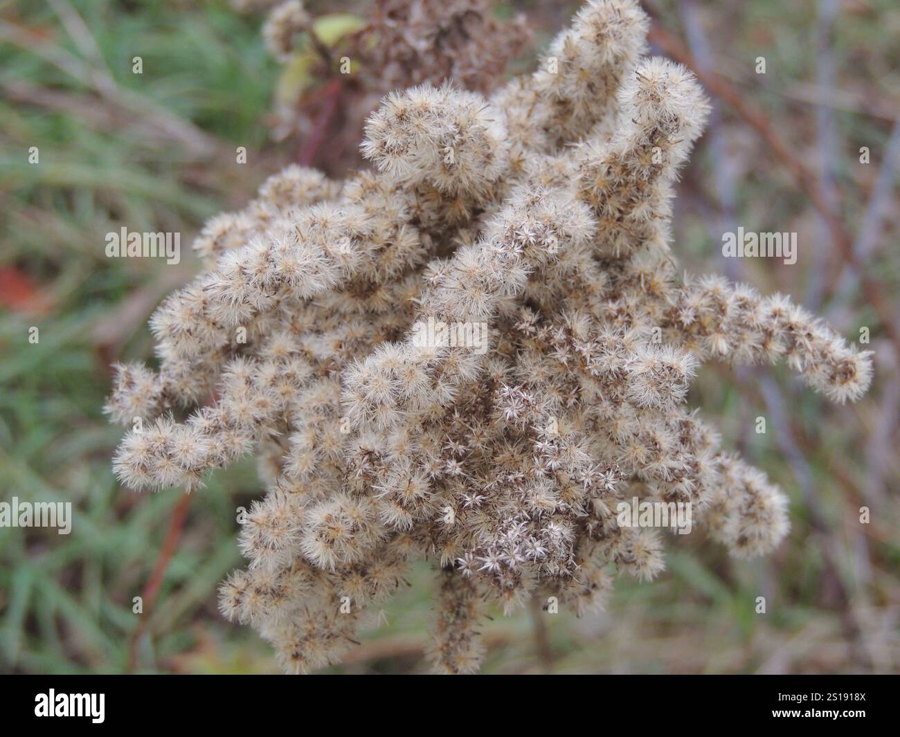 dry inflorescence of meadow plant with small fluffy hairy seeds, beige ...