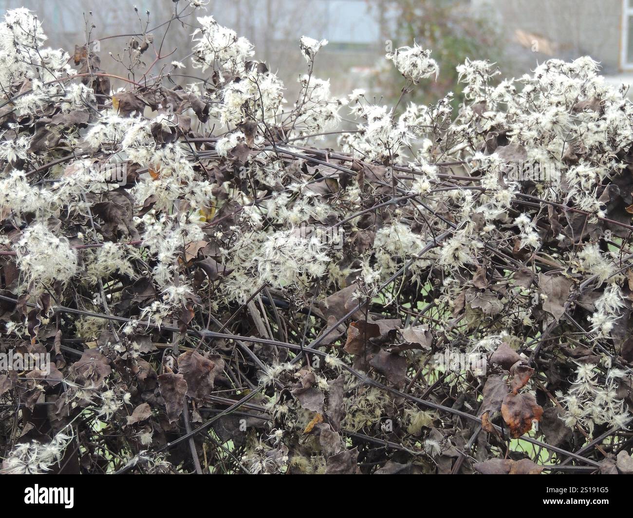 dry vegetation on fence with white fluffy seeds as natural texture ...