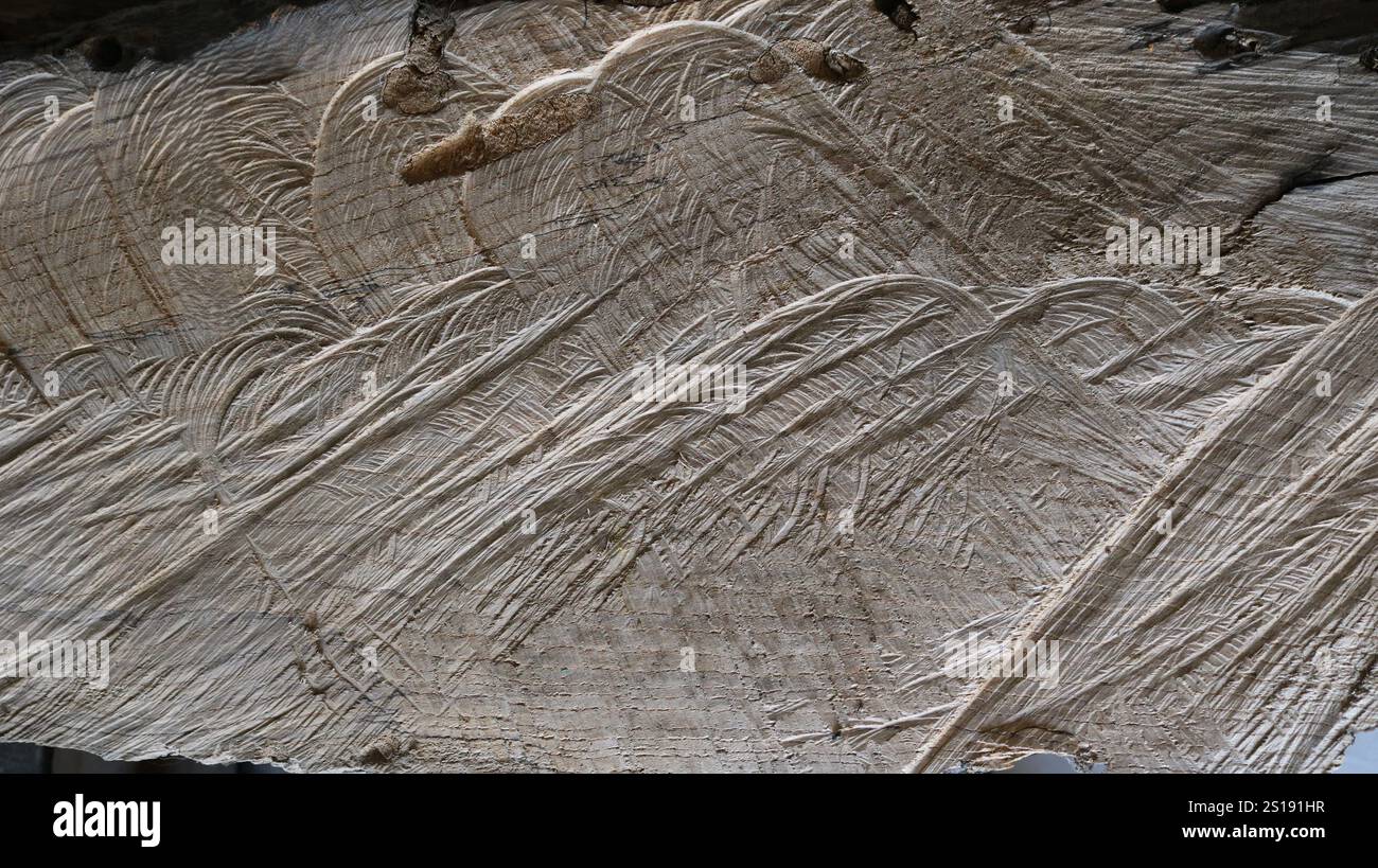 layered texture of internal structure of wood, longitudinal cut of ...