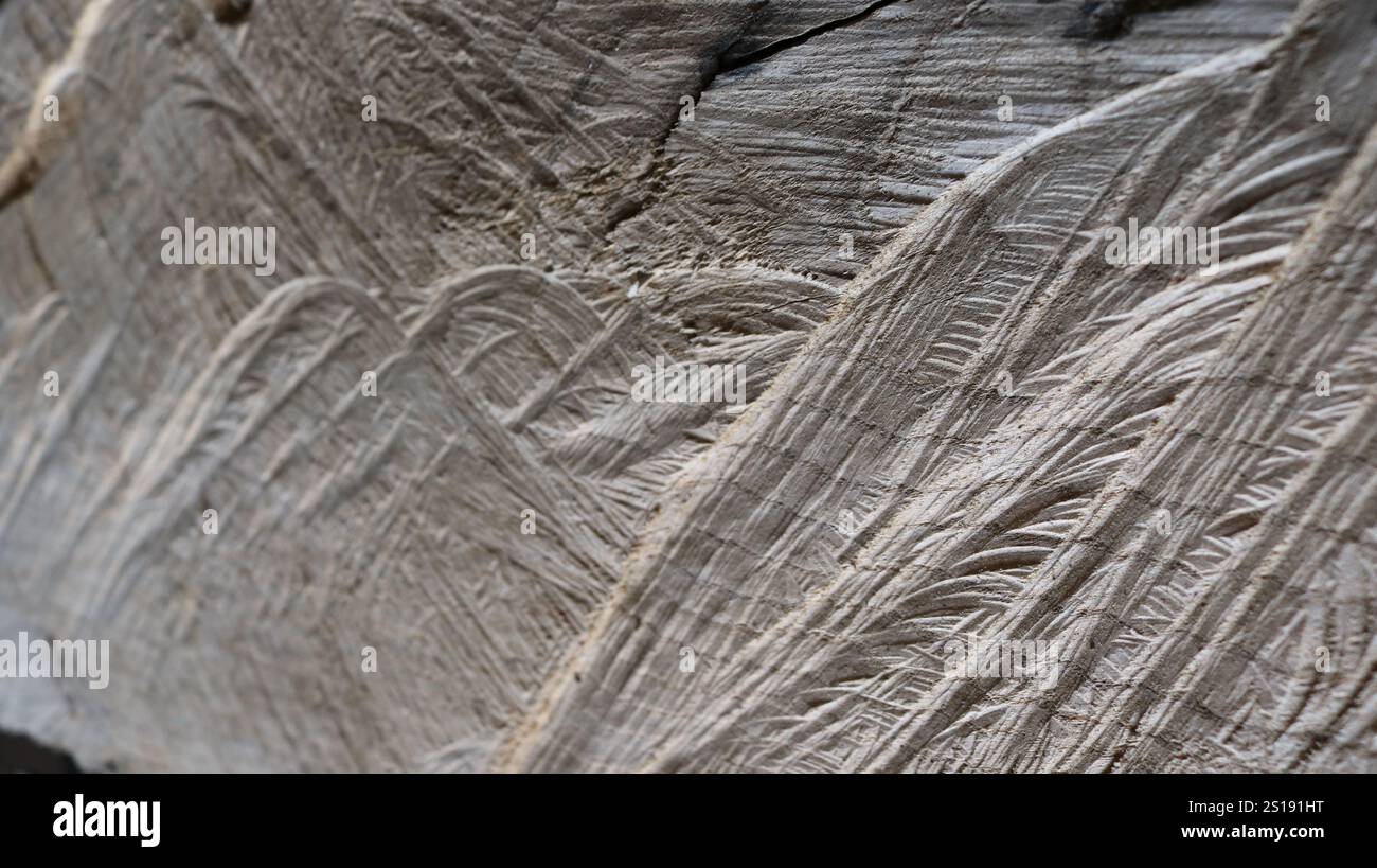 unique wood texture of longitudinal cut of wide tree trunk with ...