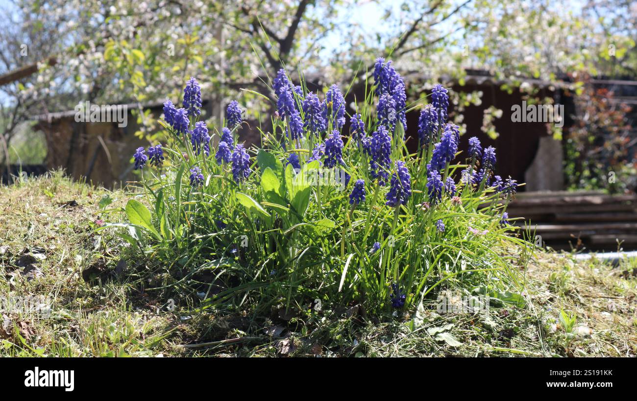 the first spring ornamental plants with blue inflorescences of small ...