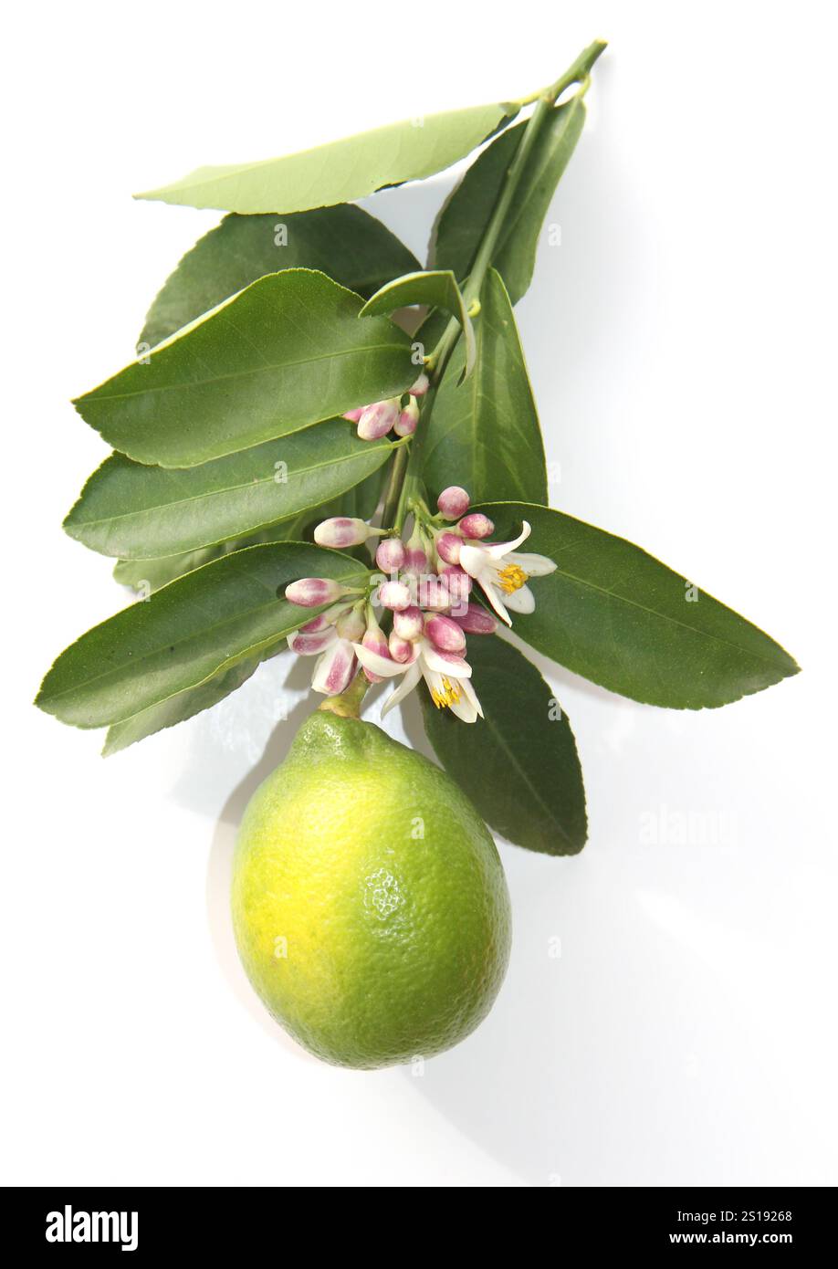 Lemon Tree branch with blossoms, leaves and lemon isolated on white ...